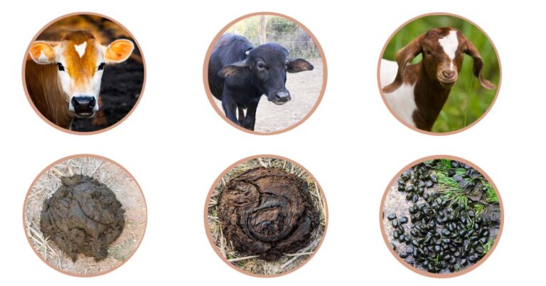 Shivansh Fertilizer Khad [Preparation Process, Uses, Benefits]