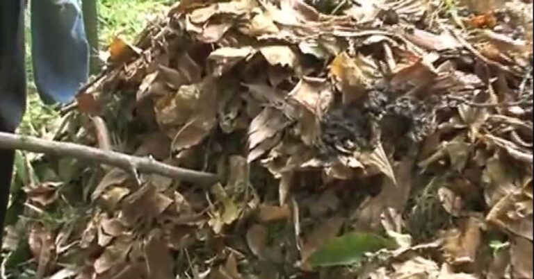 Leaf Mold Or Compost [Preparation Process, Uses, Benefits] – Growtre