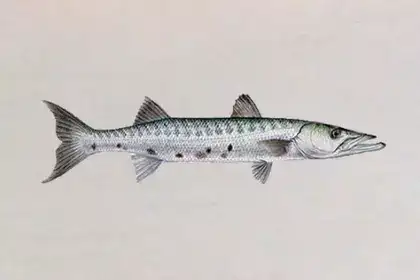 Sheela Fish [5+ Benefits, Side Effects, Nutrients, Types, Price ]