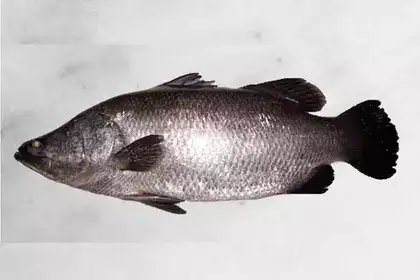 Koduva Fish [5+ Benefits, English Name, Nutrients, Price ]