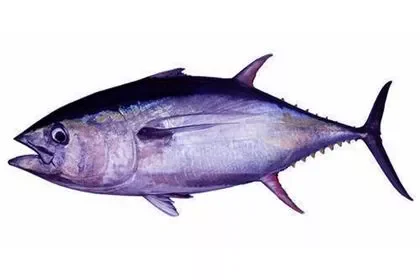 Marathi Name Of Tuna Fish [3+ Benefits, Nutrient, Types, Price Etc]