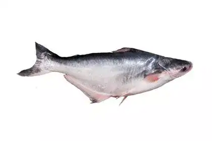 Apollo Fish In Telugu Name [4+ Benefits, Nutrients, Price, Recipes]