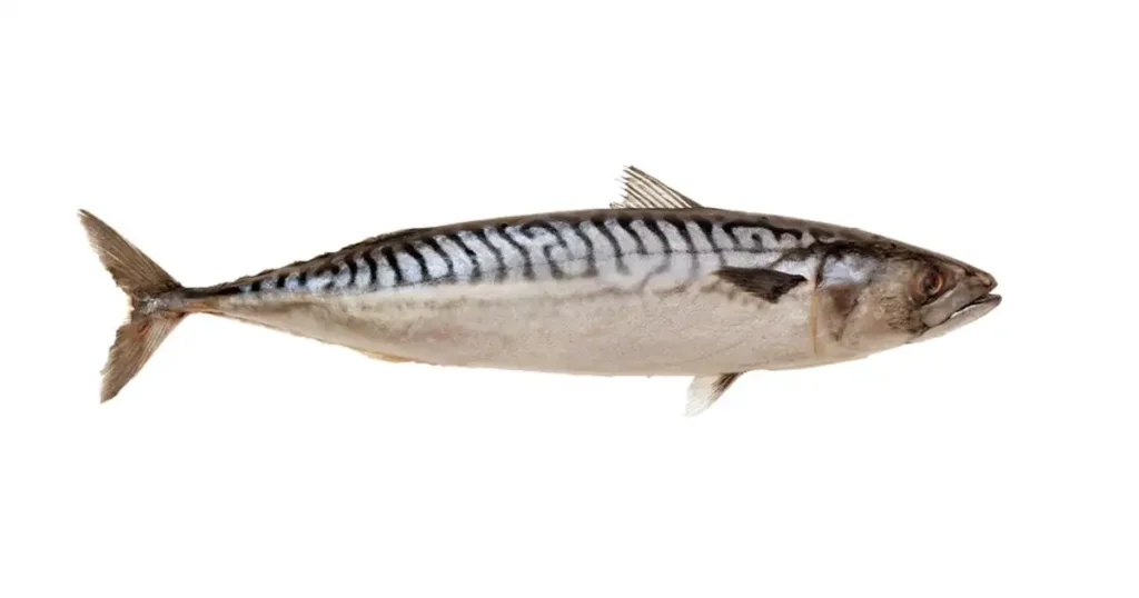 King Or Seer Fish In Tamil Name 13 Benefits Nutrients Price Etc 