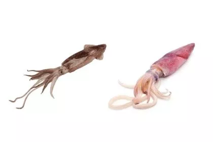 Squid Fish In Tamil Name [3+ Benefits, Nutrients, Types, Price ]