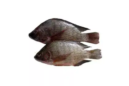 Tilapia Fish In Tamil Name [7+ Benefits, Nutrients,Types, Price]
