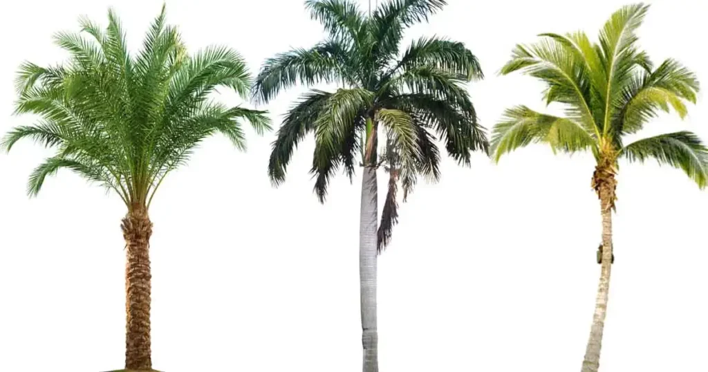 Palm Tree In Tamil Name 9 Types Price Photos Faq Etc Palm Tree In Tamil Name 9 Types Price Photos Faq Etc
