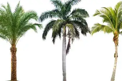Palm Tree In Tamil Name [9+ Types, Price, Photos, Faq Etc]