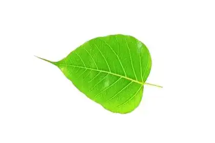 Peepal Tree In Telugu Name [7+ Benefits, Nutrients, Uses Etc]