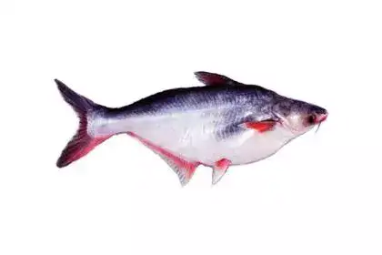 Basa Fish In Marathi Name [9+ Benefits, Side Effect, Nutrient, Price ]