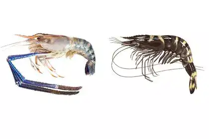 Prawn In Tamil Name [5+ Benefits, Side Effect, Nutrient, Price ]