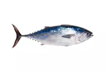 Tuna Fish In Bengali Name [ 5+ Benefits, Side Effect, Nutrient, Price ]